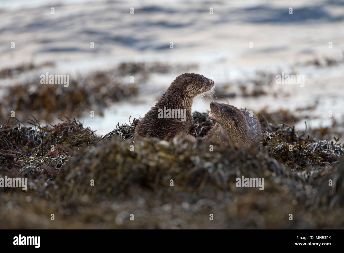Otters fighting and biting hi-res stock photography and images - Alamy