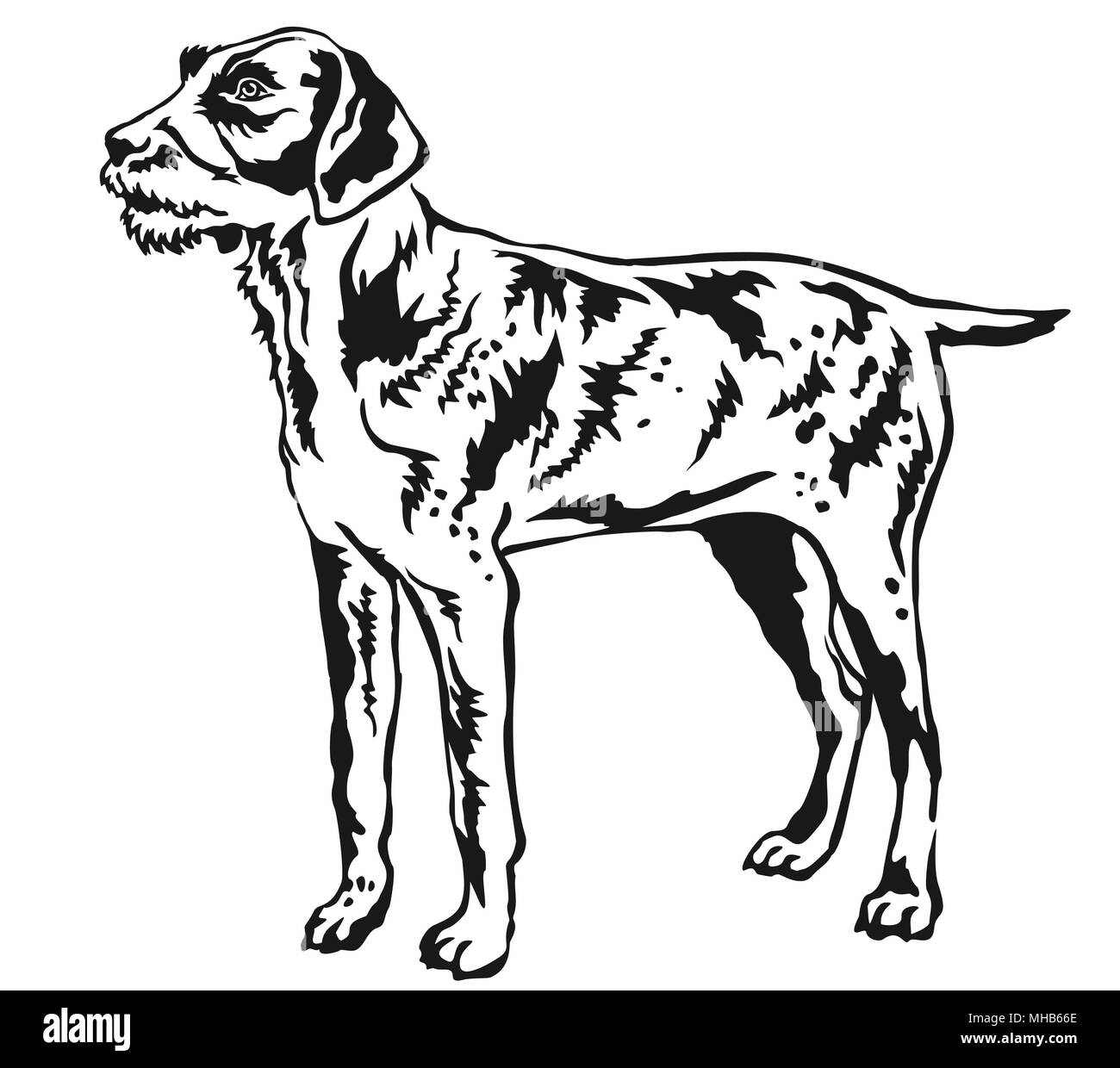 Decorative portrait of standing in profile German Wirehaired Pointer ...