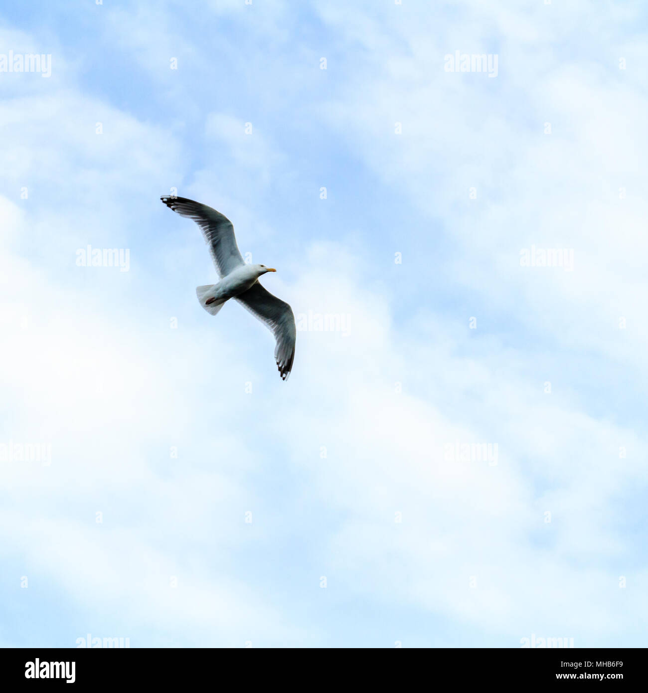 Gull flying away sea scene hi-res stock photography and images - Alamy
