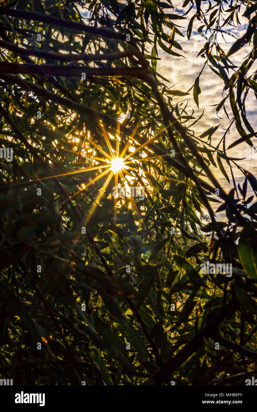 Shine bright hi-res stock photography and images - Alamy