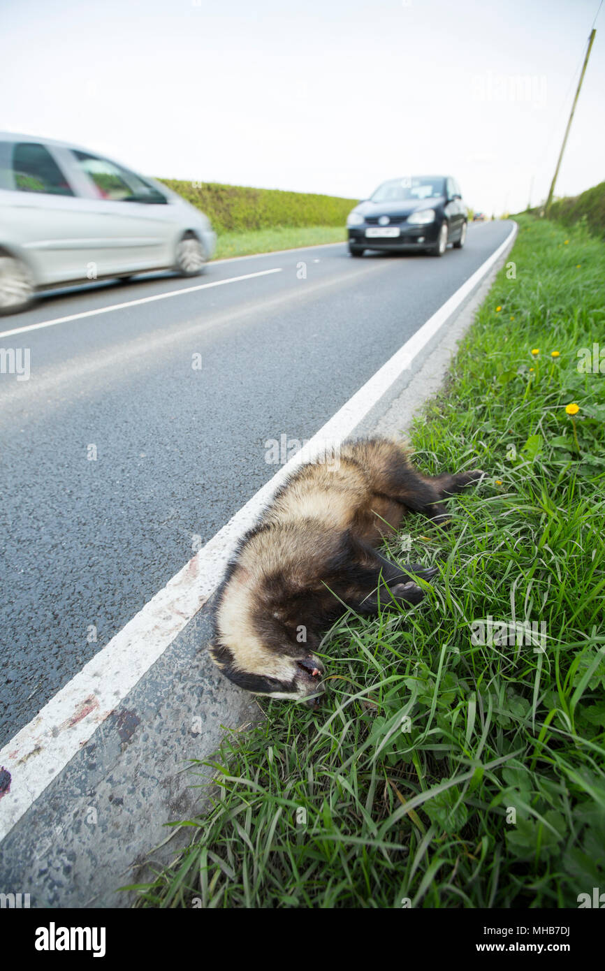 Dead badger hi-res stock photography and images - Alamy