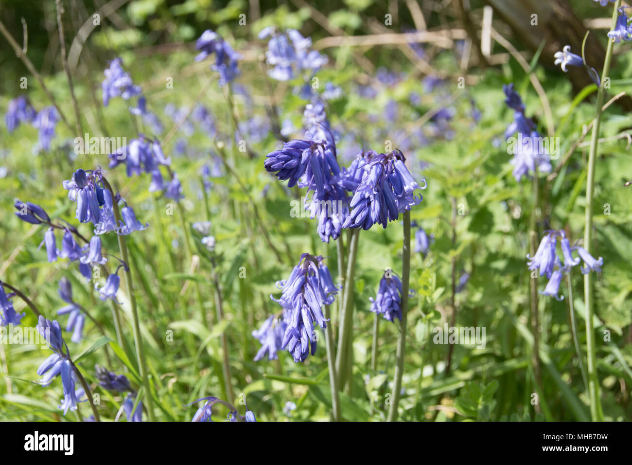 The traditional English bluebell Stock Photo - Alamy