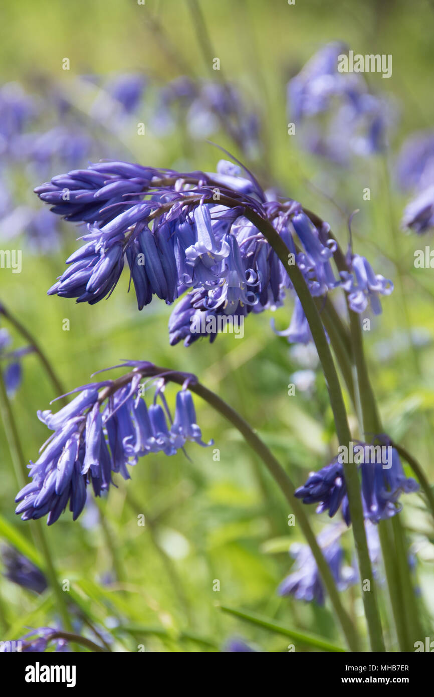 The traditional English bluebell Stock Photo - Alamy