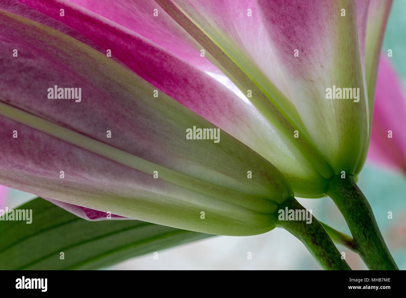 Detailed study of a Lily Bud, Beginning to Open Stock Photo - Alamy