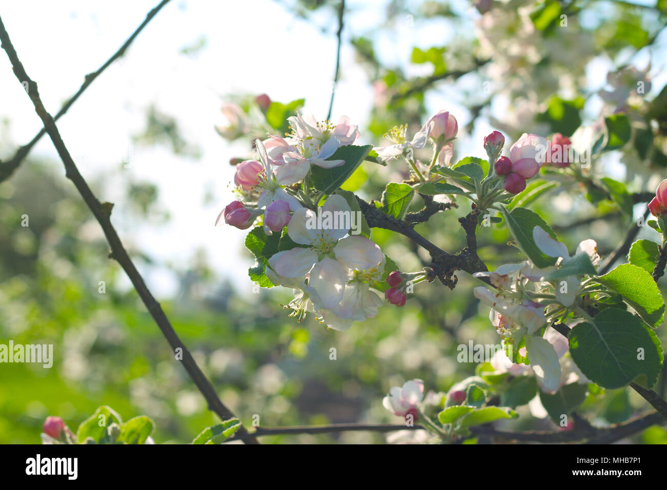 Apple blossom in sun rays. Spring season farmer garden background Stock ...