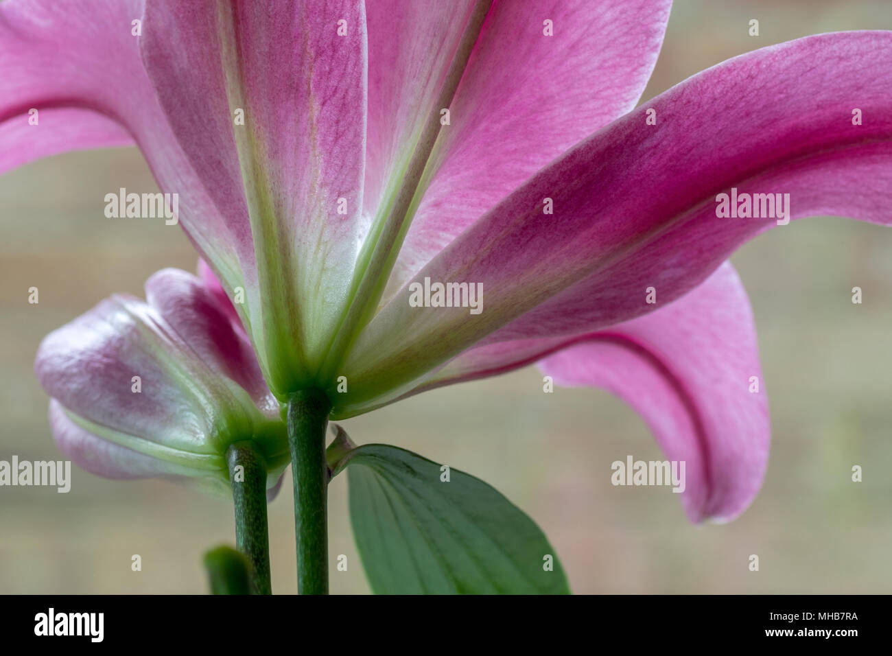Large Lily Bud beginning to Open Stock Photo - Alamy