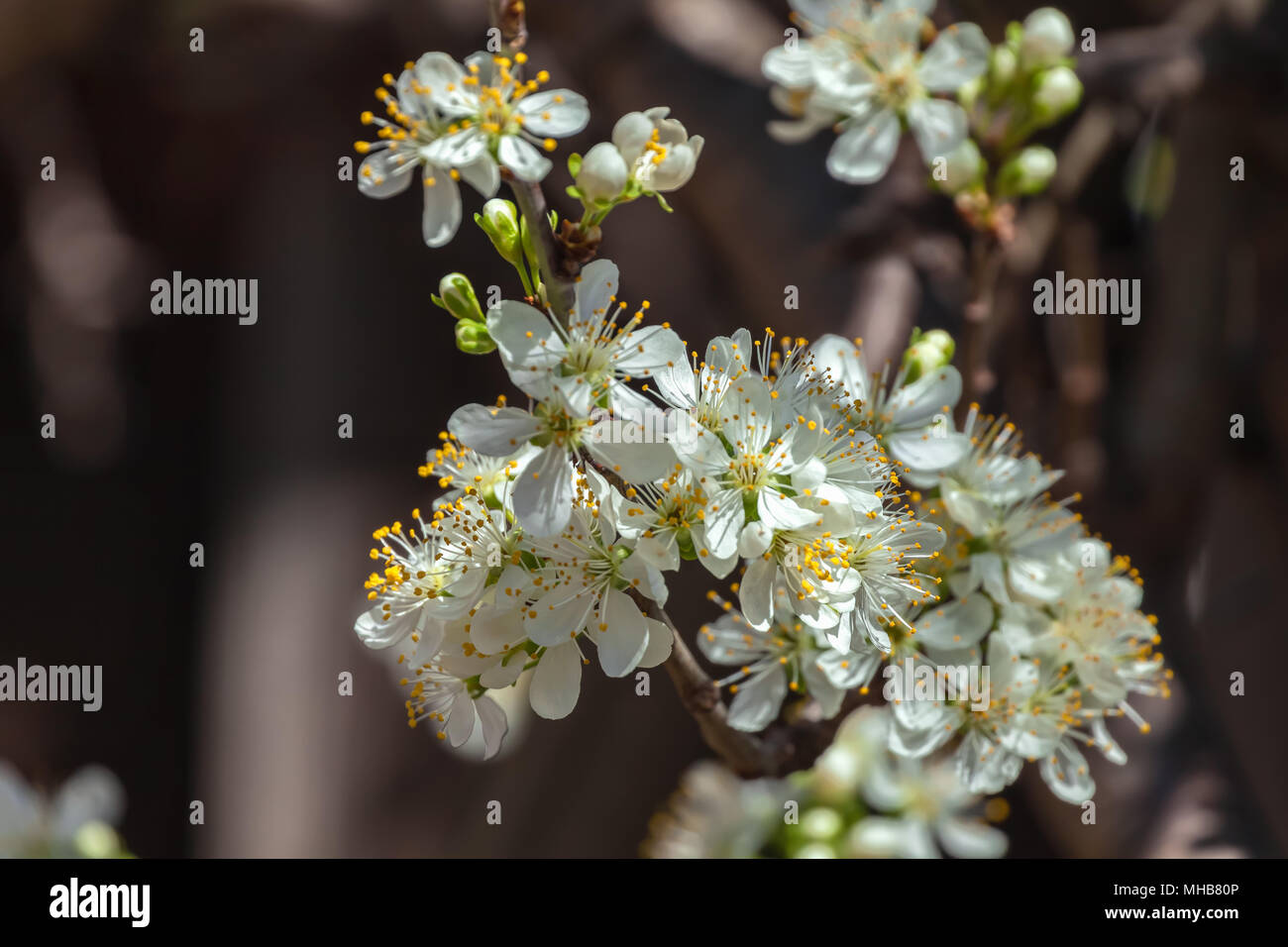Flowers of the Italian plum tree (Prunus domestica) bloom in early ...