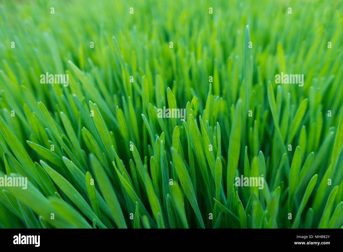 healthy fresh grown wheat grass ready for harvest Stock Photo - Alamy
