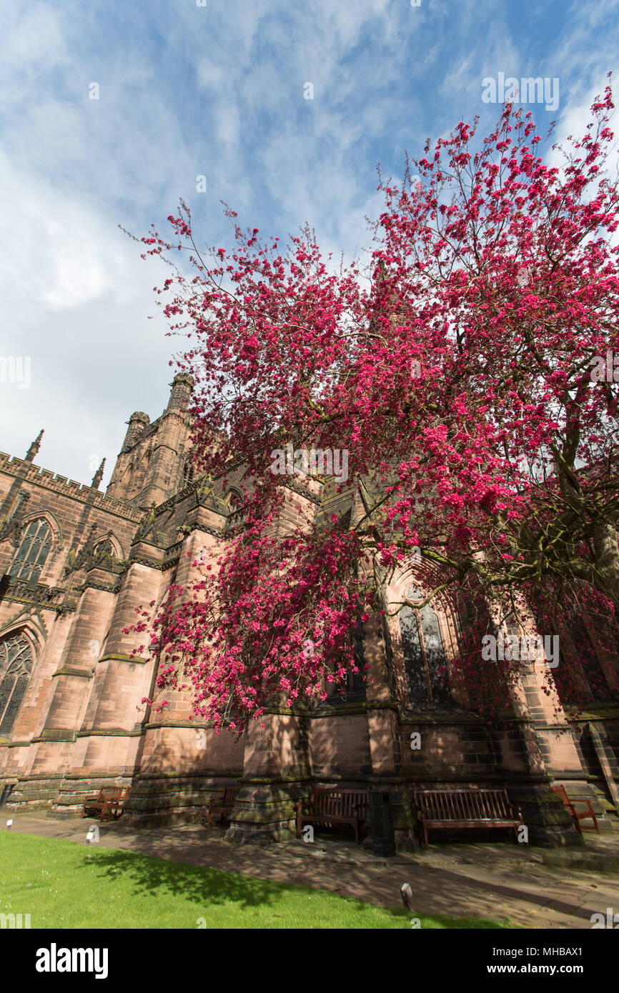 Cherry blossom tree hi-res stock photography and images - Alamy