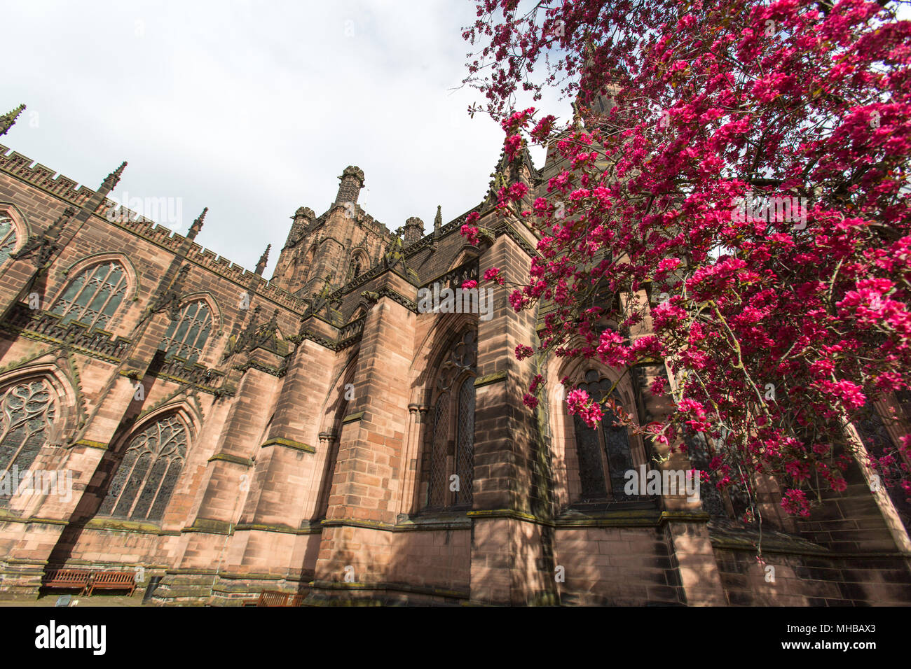 Cherry blossom tree hi-res stock photography and images - Alamy