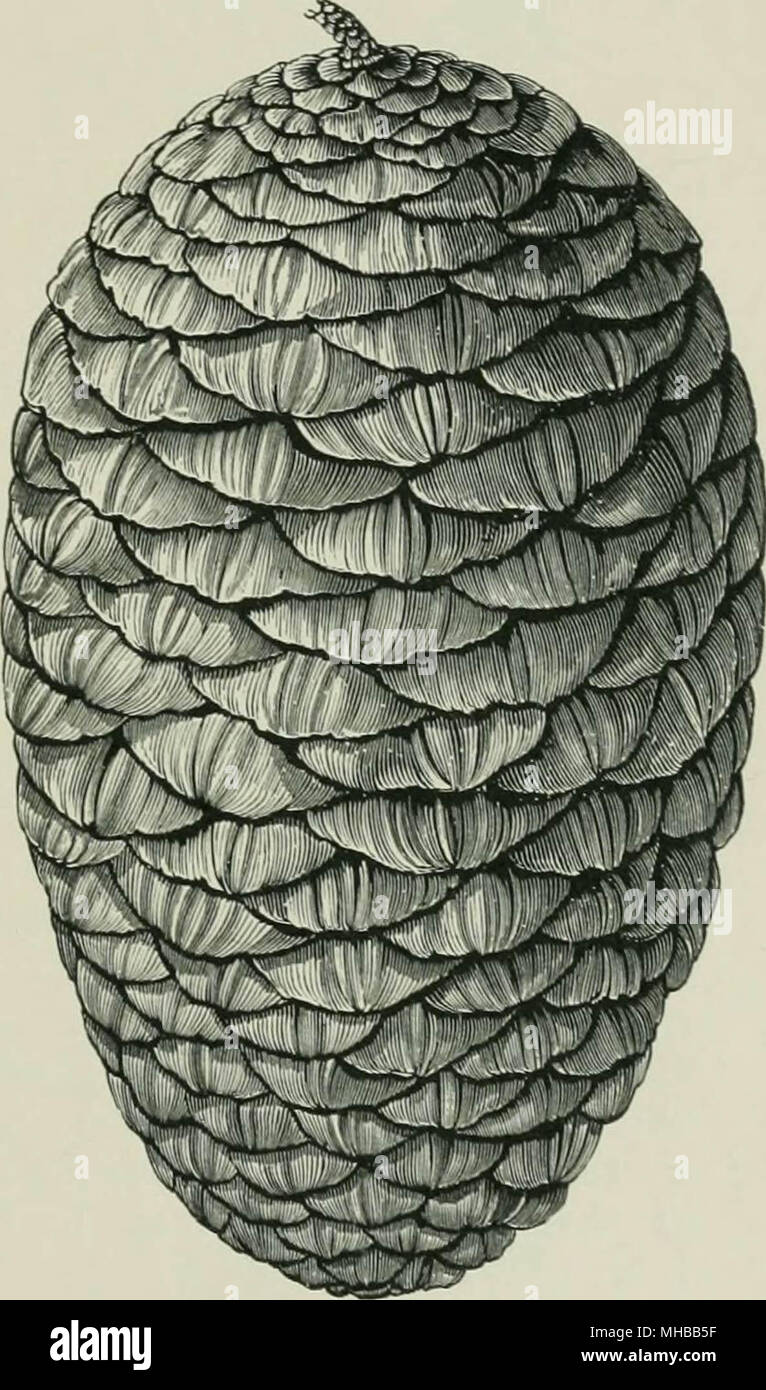 "Veitch's manual of the coniferae : containing a general review of the ...