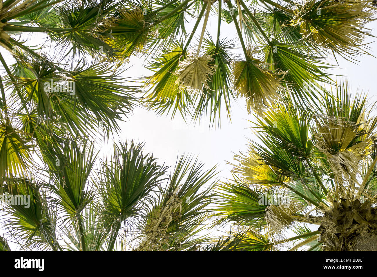 Palmiye hi-res stock photography and images - Alamy