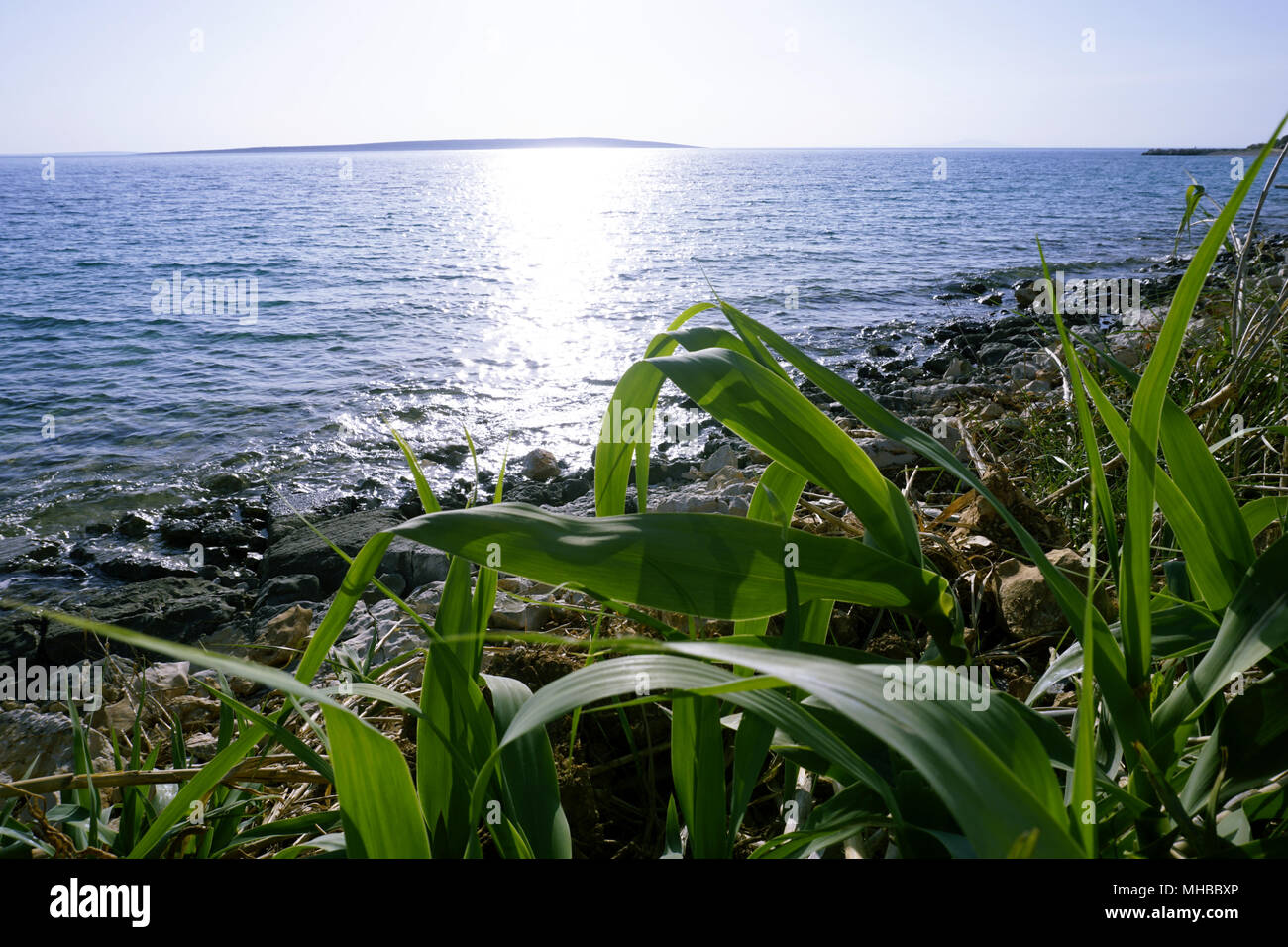 Reed background hi-res stock photography and images - Alamy