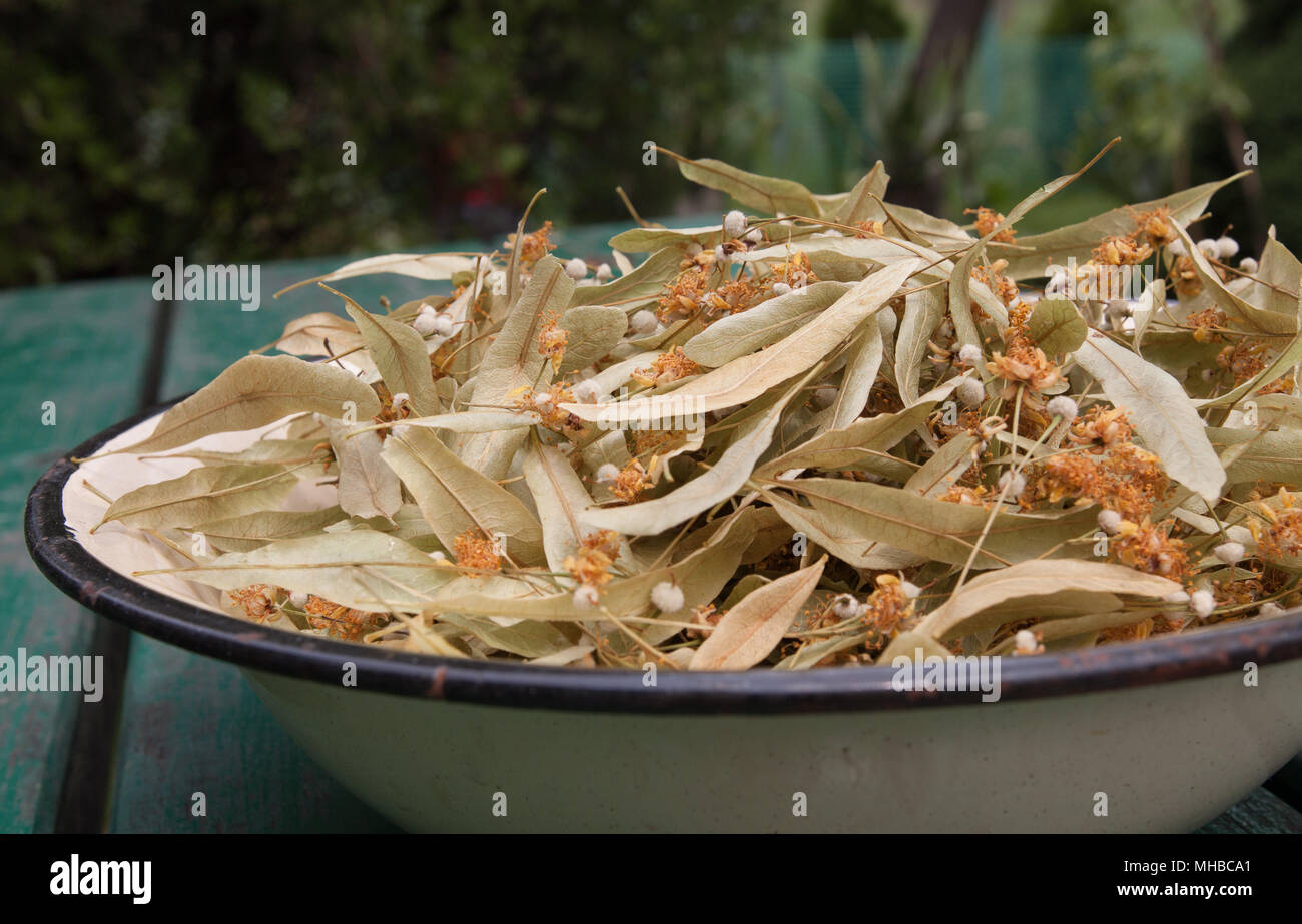 Linden tree (Tilia) leaves and blossom used as a herbal remedy ...