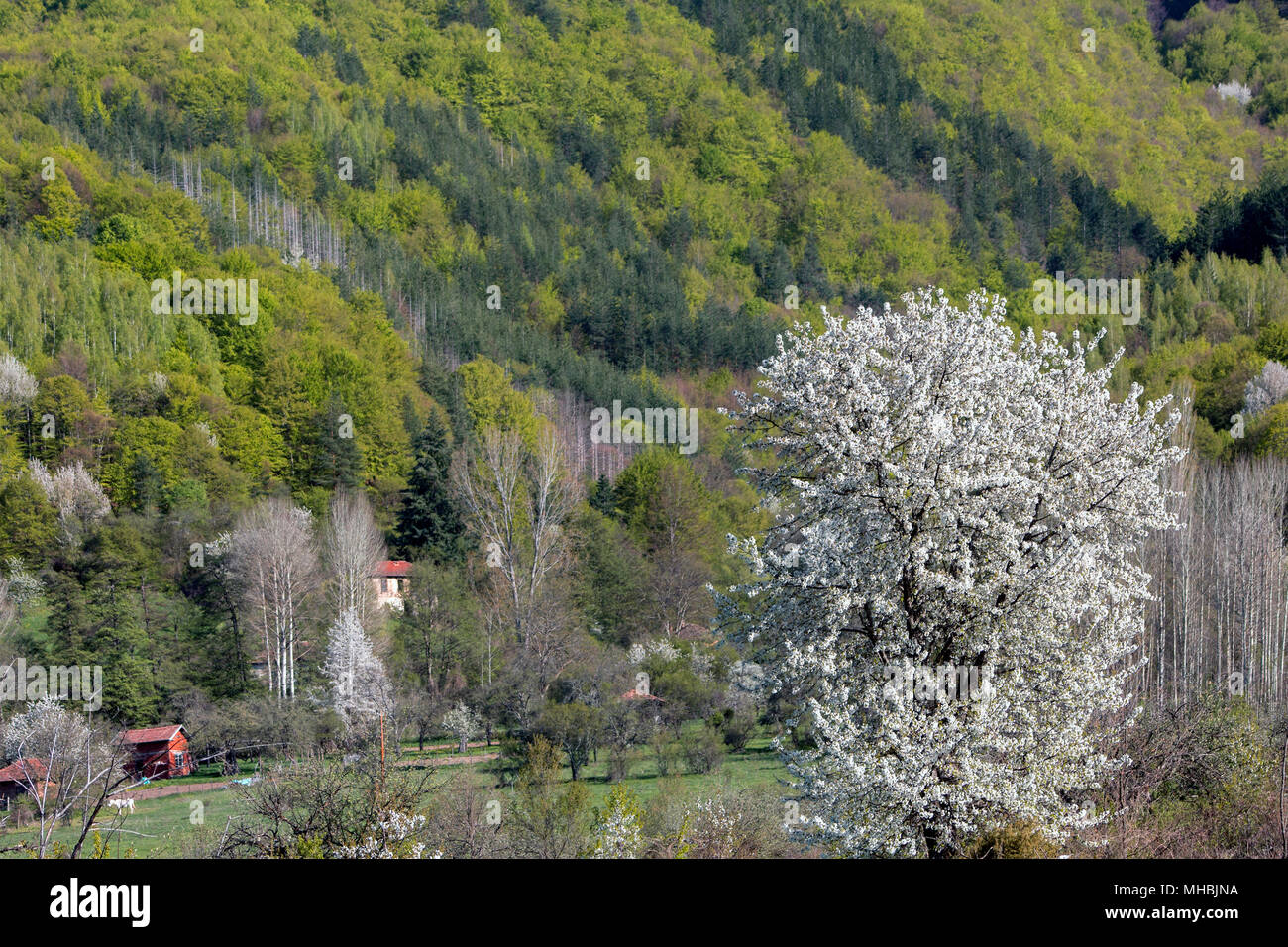 The blooming spring mountains of Bulgaria Stock Photo - Alamy