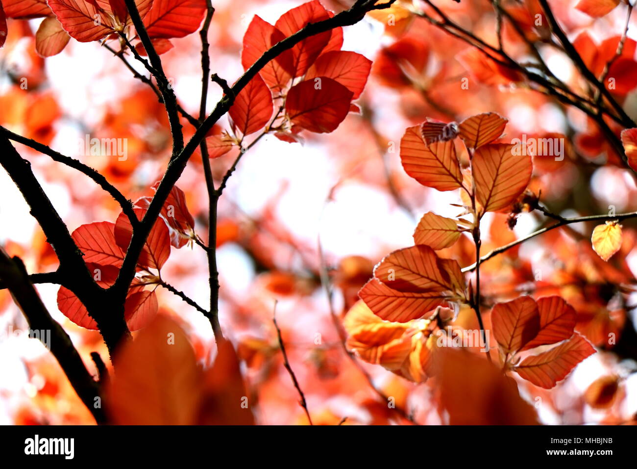 Soft blurred copper beach foliage Stock Photo - Alamy