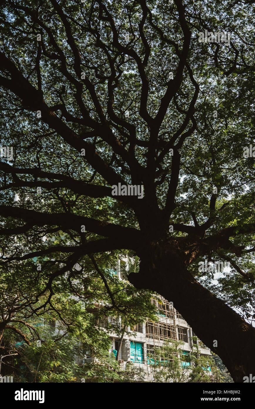massive large tree next to an apartment building in Mumbai, Bombay ...