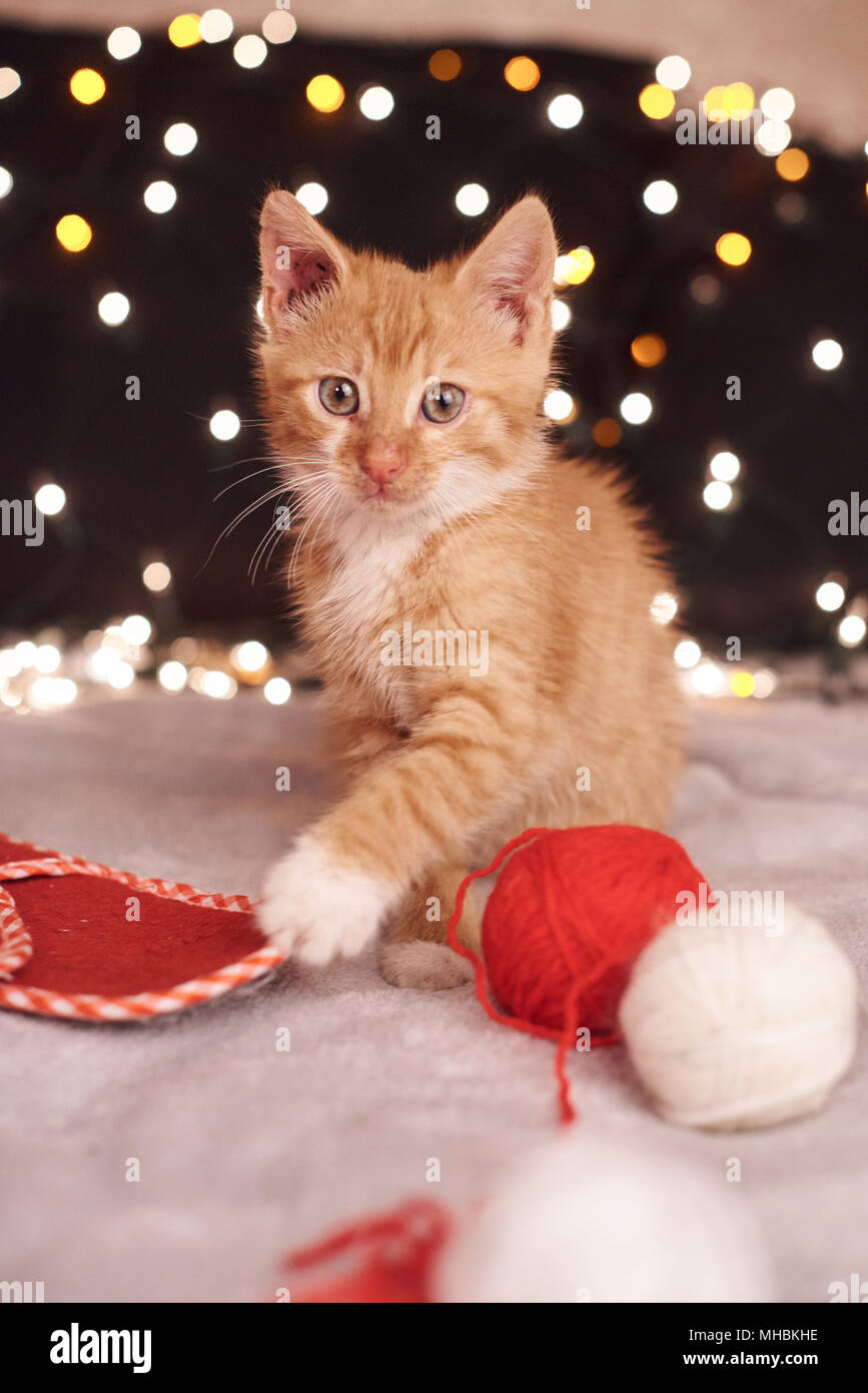 Christmas picture with a cute ginger cat of colorful lights on the ...