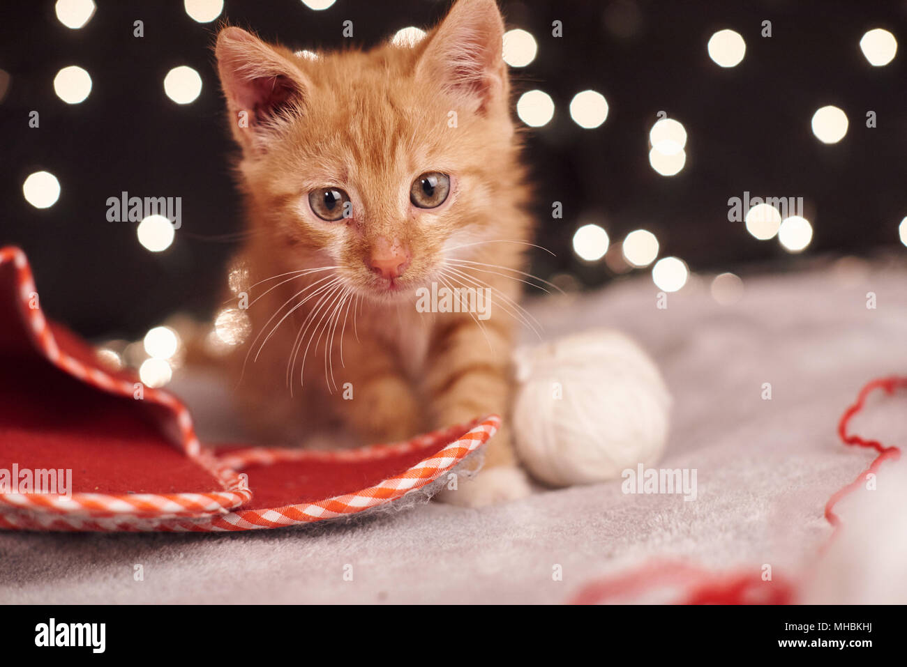 Christmas picture with a cute ginger cat of colorful lights on the ...