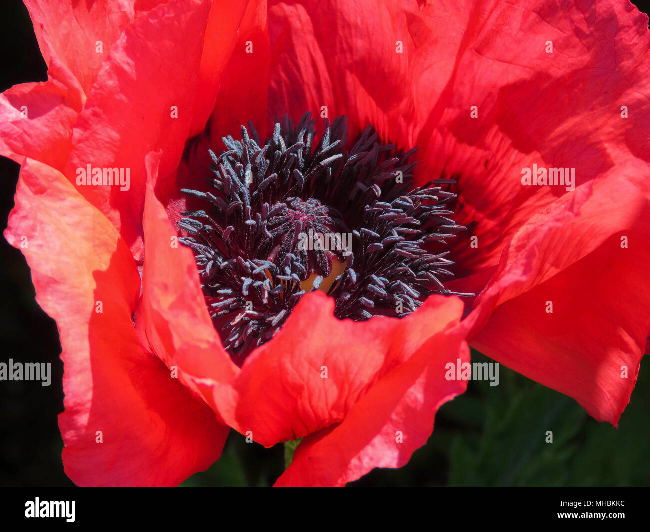 Pink oriental poppy (Papaver orientale) growing in a garden in Wales UK ...