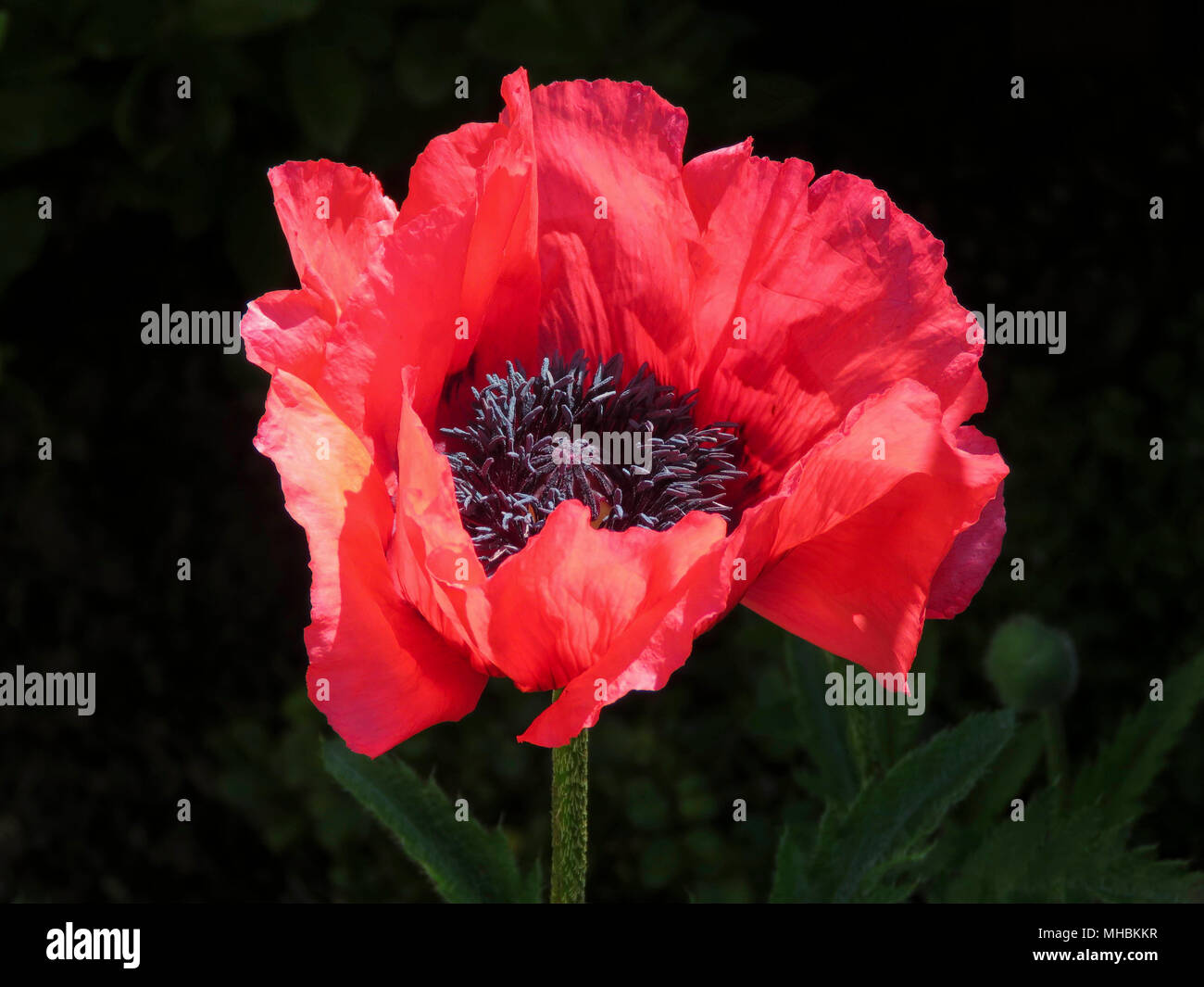 Poppy davies hi-res stock photography and images - Alamy