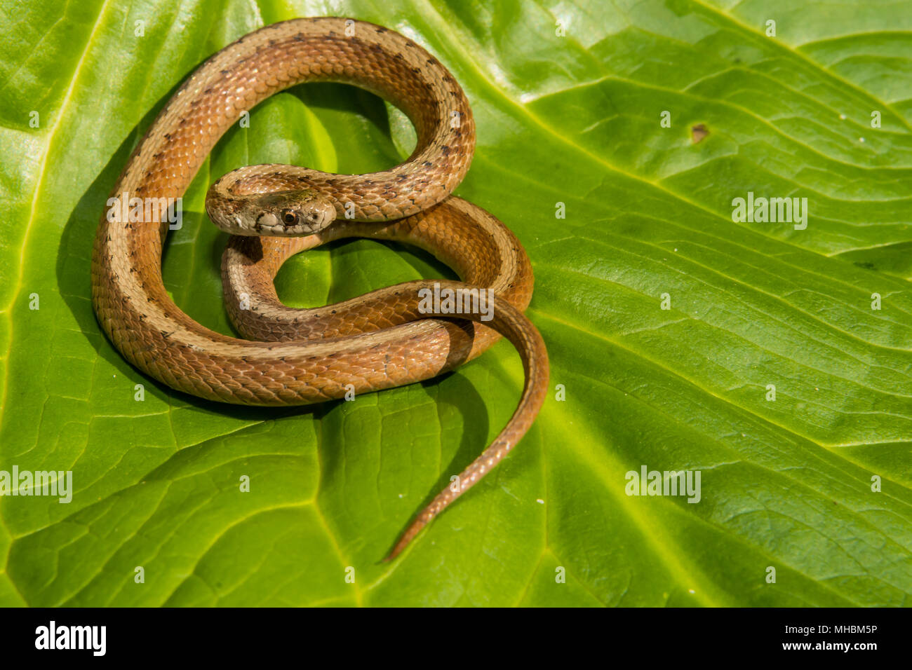 Storeria hi-res stock photography and images - Alamy