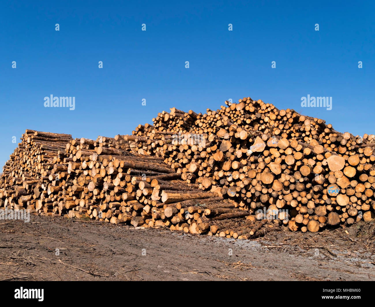 Large pile of cut freshly cut conifer timber logs with blue sky above ...