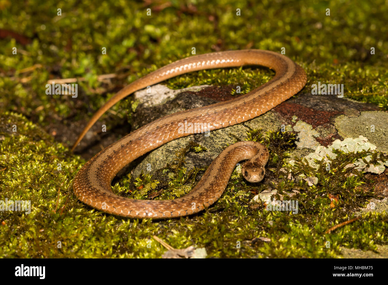 Storeria hi-res stock photography and images - Alamy