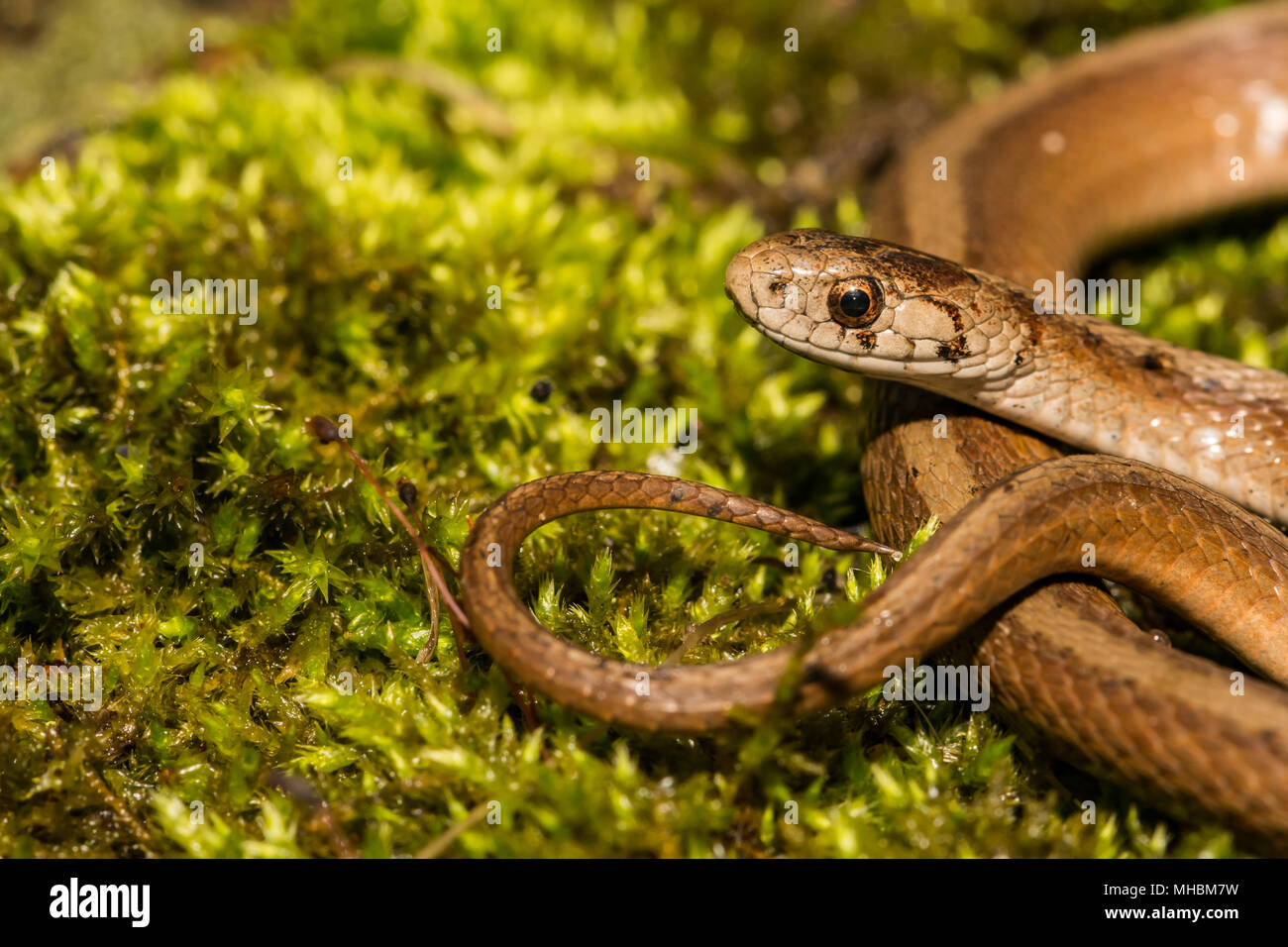 Storeria dekayi dekayi hi-res stock photography and images - Alamy