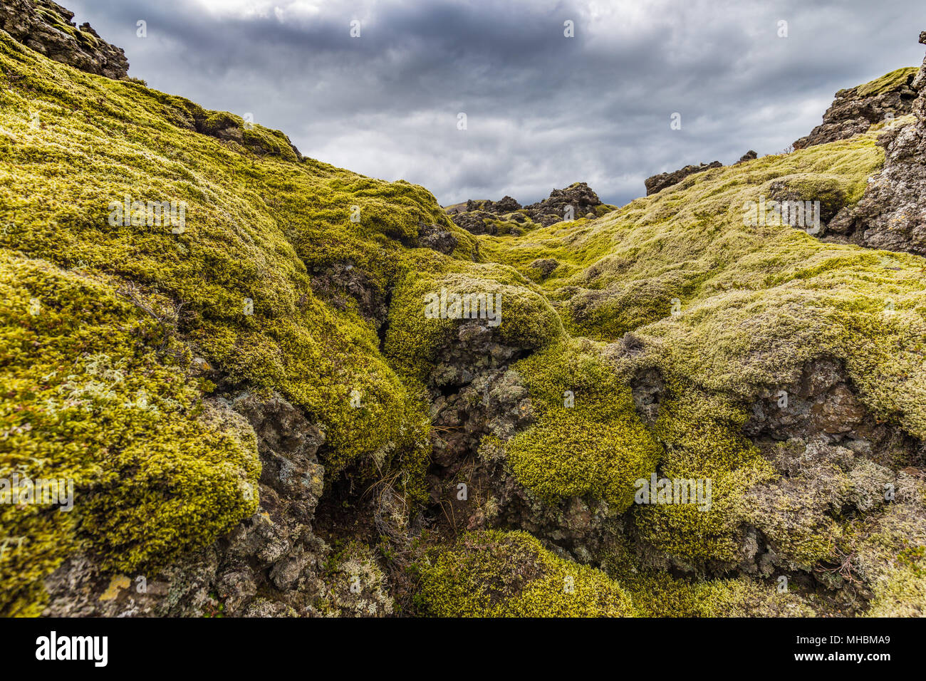 Berserkjahraun lava field in Snaefellsnes peninsula, Iceland Stock ...