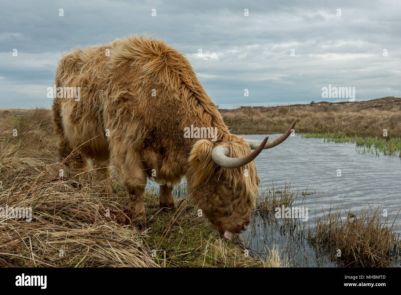 Scottish Highland cow in the Dunes of Texel, The Netherlands Stock ...