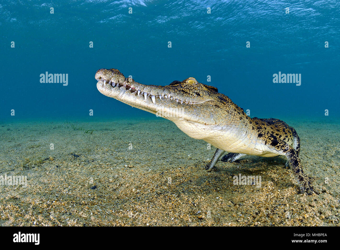 Saltwater Crocodile High Resolution Stock Photography and Images - Alamy