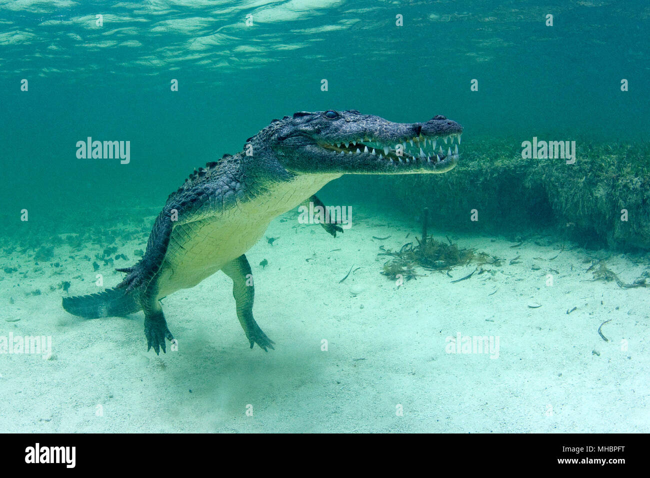 Floating Crocodile High Resolution Stock Photography and Images - Alamy