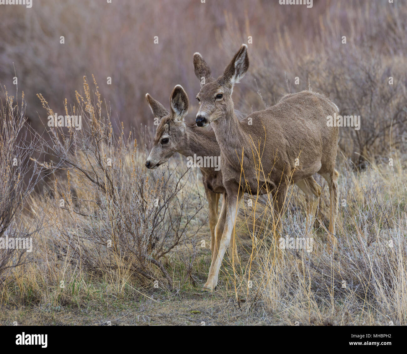 Mule deer (Odocoileus hemionus) doe and fawn walk through badland ...