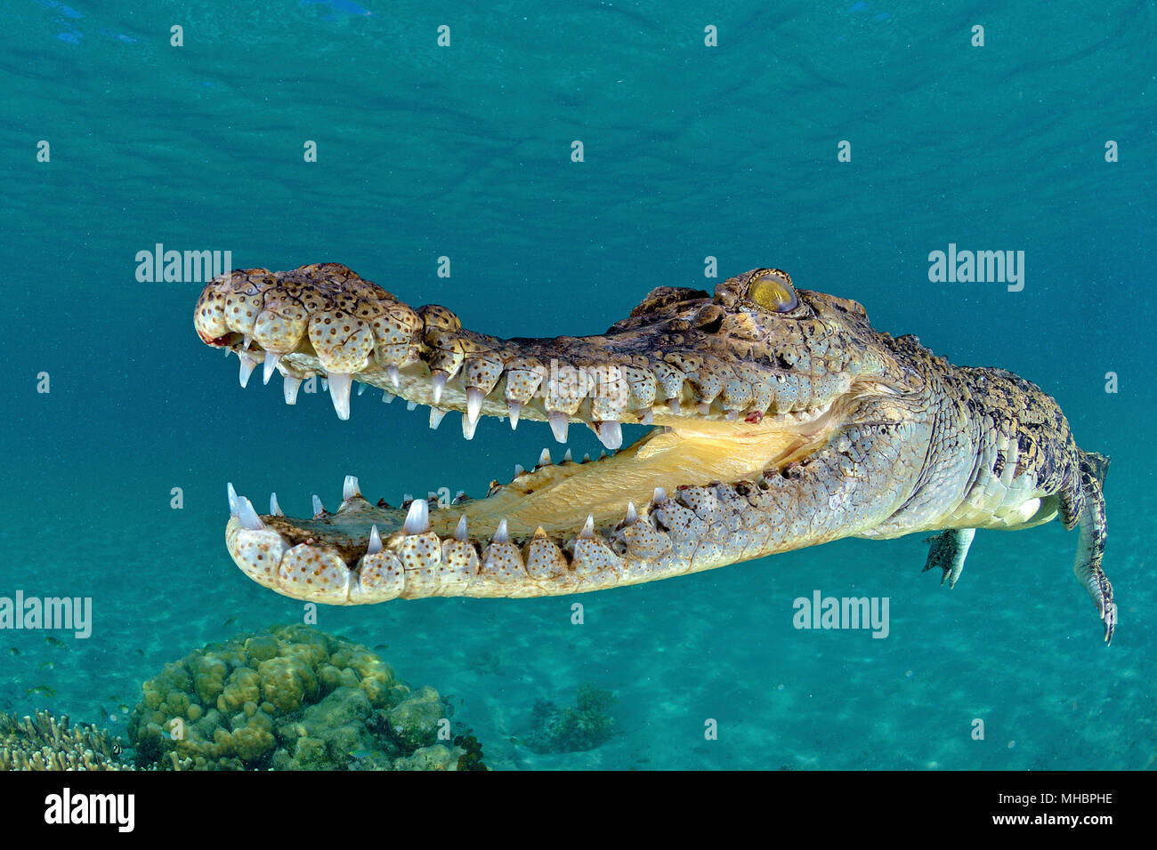 Threat To Environment High Resolution Stock Photography and Images - Alamy