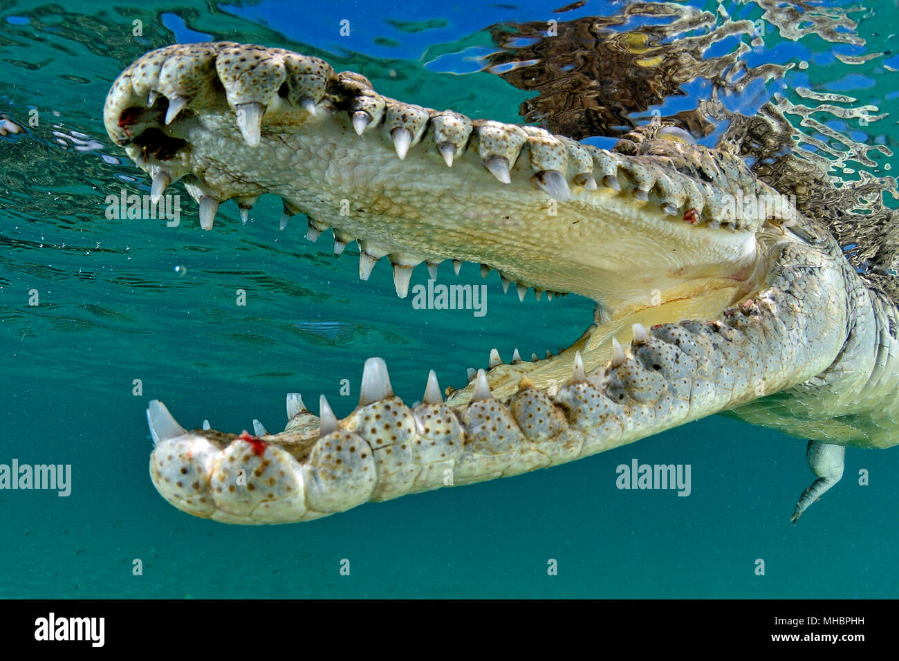 Mouth Of Crocodile High Resolution Stock Photography and Images - Alamy
