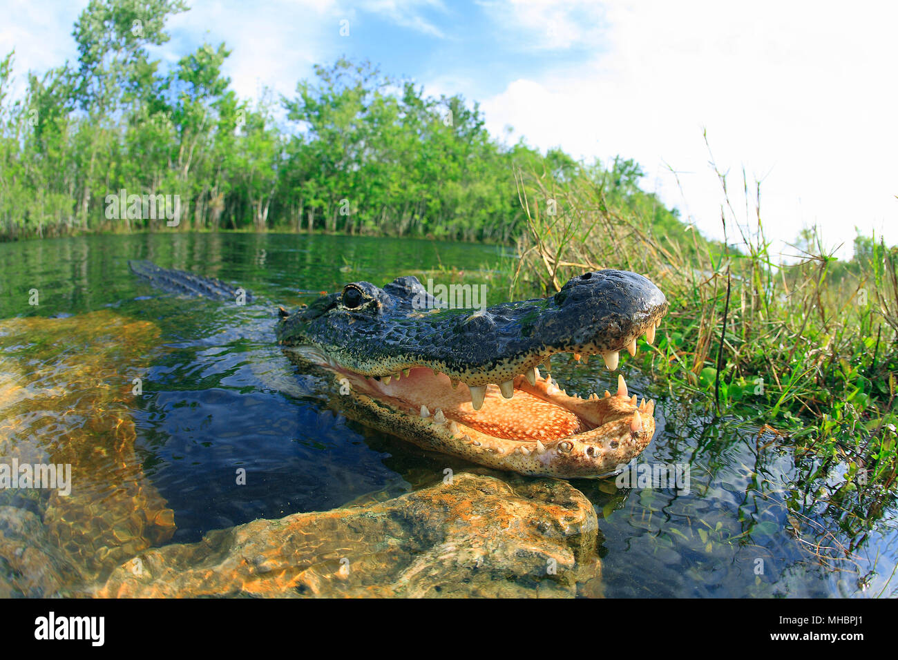 With Open Mouth High Resolution Stock Photography and Images - Alamy