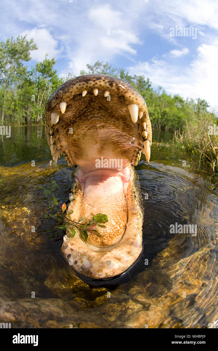 Alligator With Mouth Open High Resolution Stock Photography and Images ...
