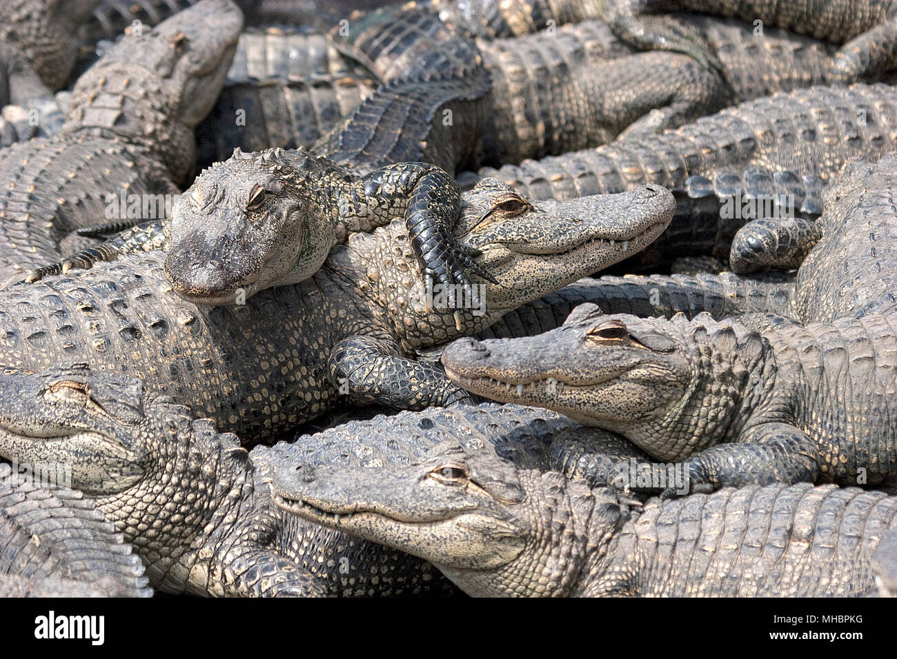 American Alligator Alligators High Resolution Stock Photography and ...