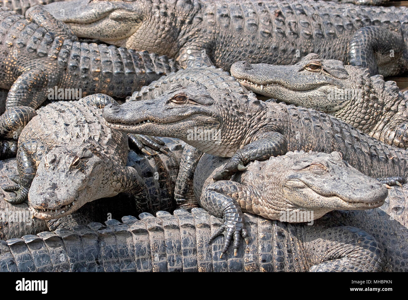 American Alligator Alligators High Resolution Stock Photography and ...