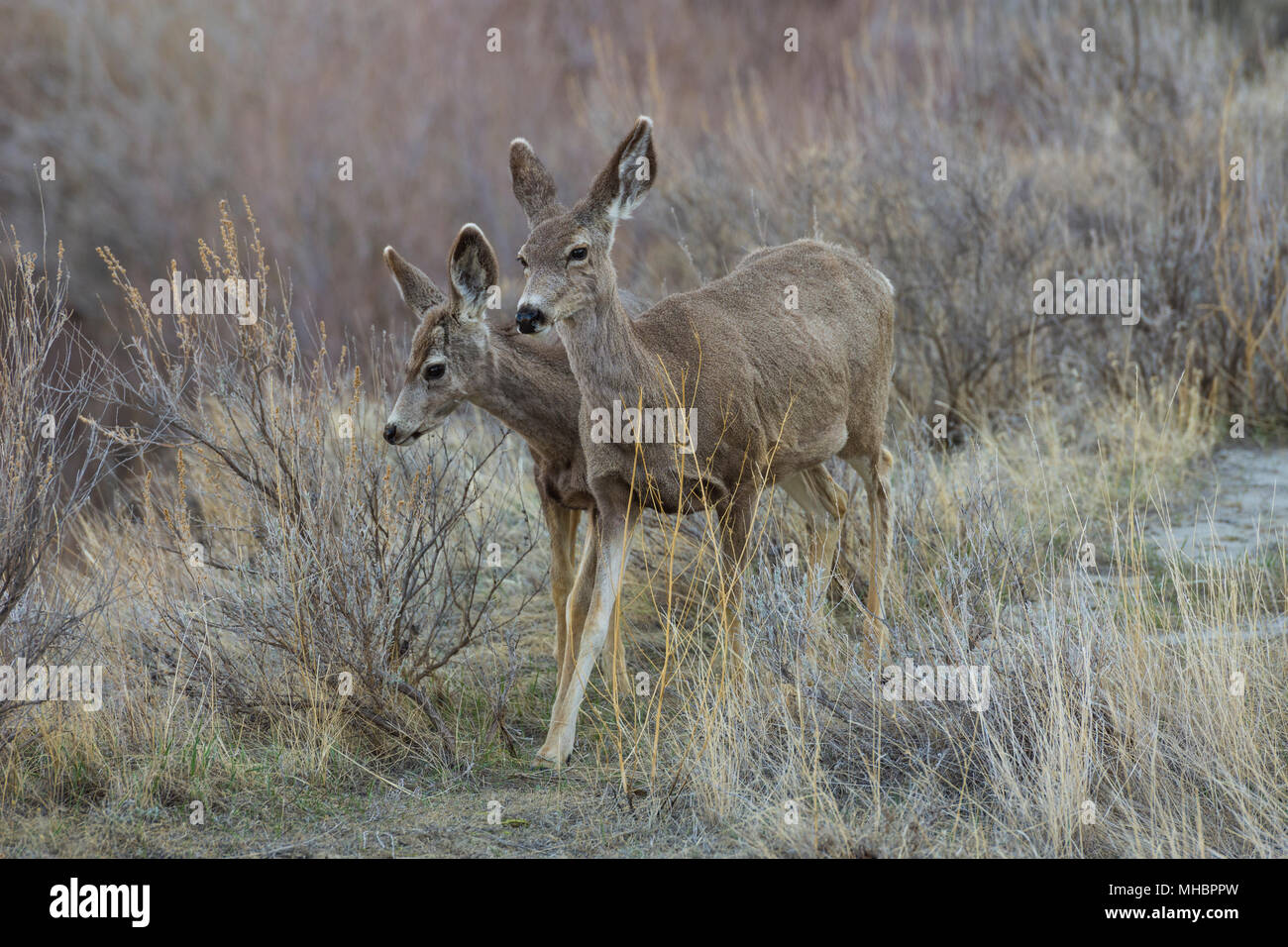 Mule deer (Odocoileus hemionus) doe and fawn walk through badland ...