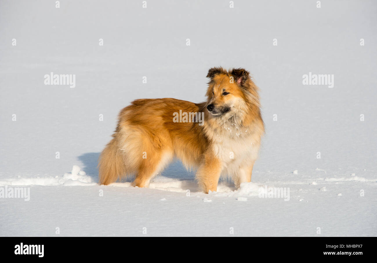 Spitz northern hi-res stock photography and images - Alamy