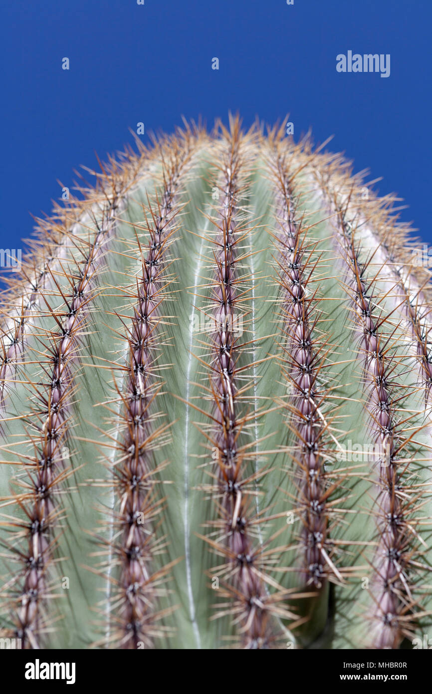Saguaro Cactus in Arizona Stock Photo - Alamy