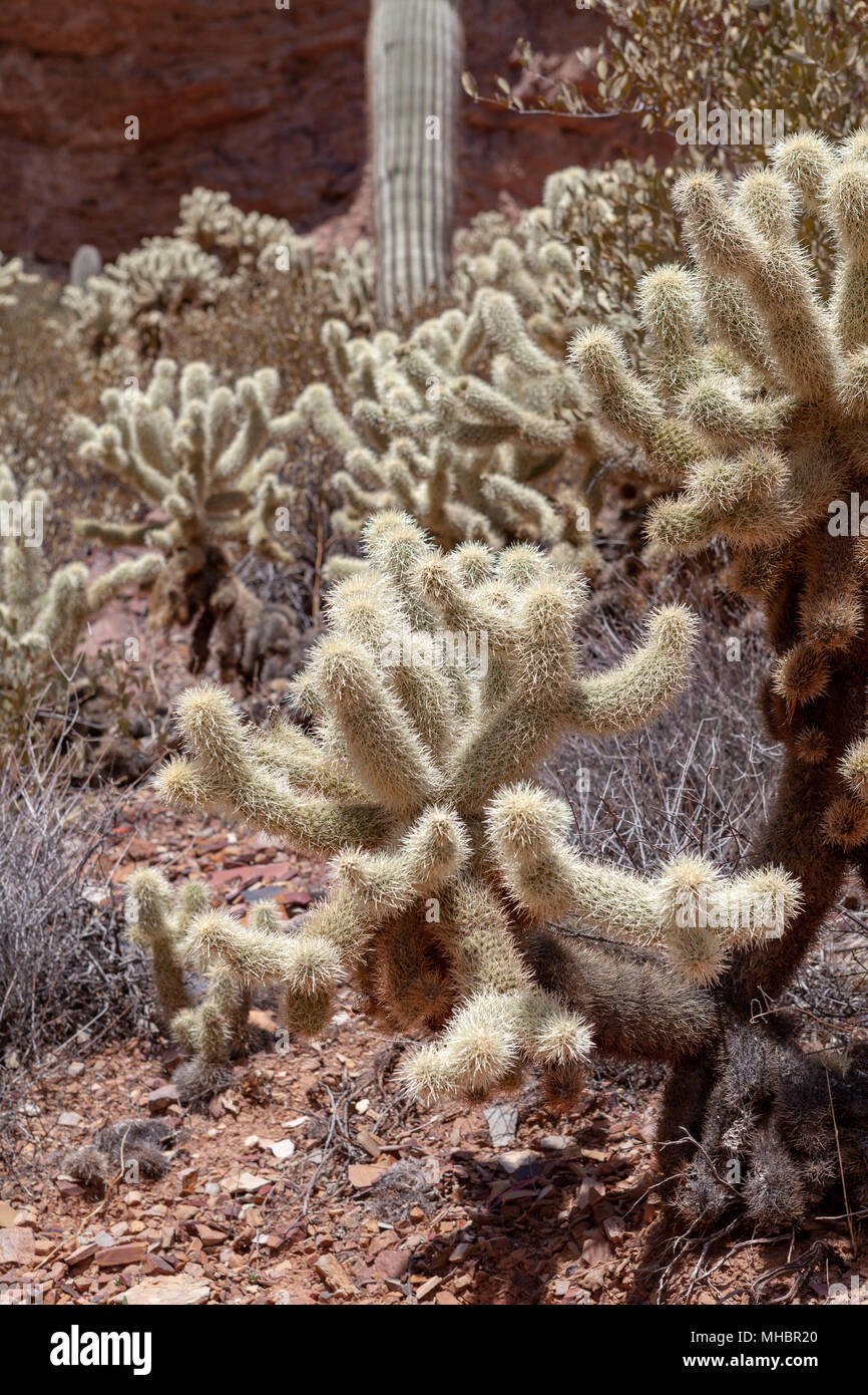 Cactus plants in Arizona Stock Photo - Alamy