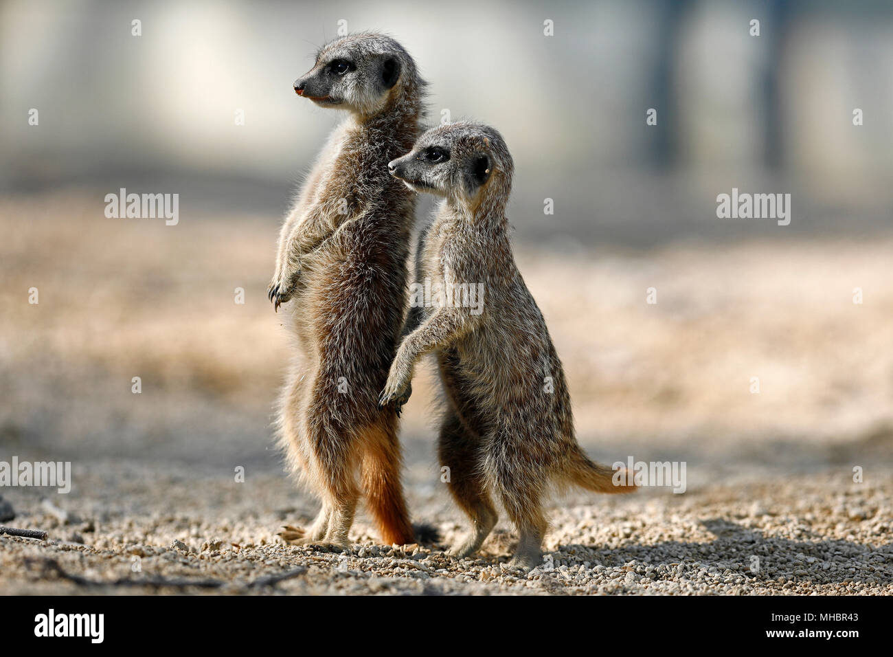 Two Meerkat (Suricata suricatta), old and young animal, attentive ...