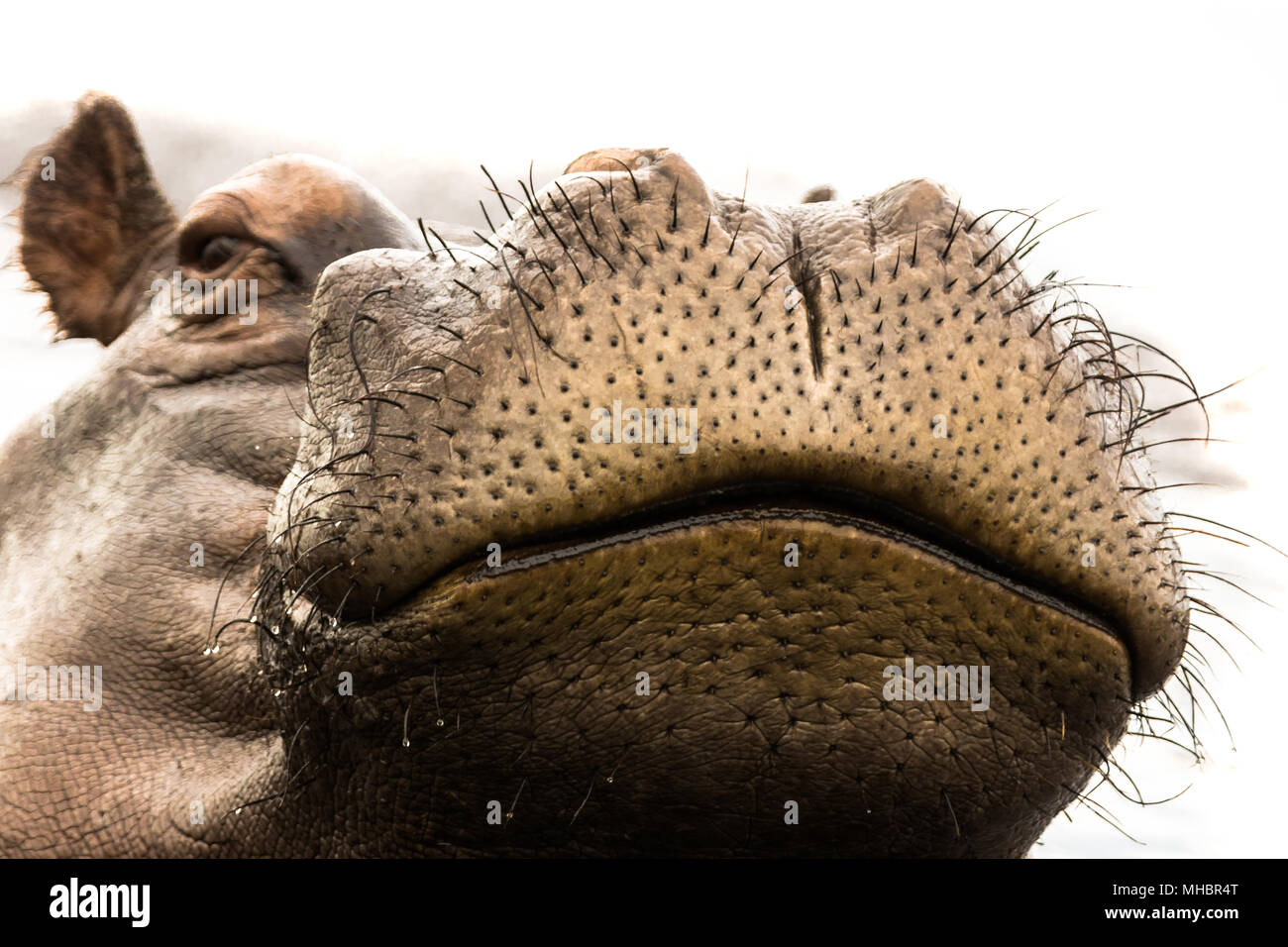 Hippo (Hippopotamus amphibius), animal portrait, Caprivi, Namibia Stock ...