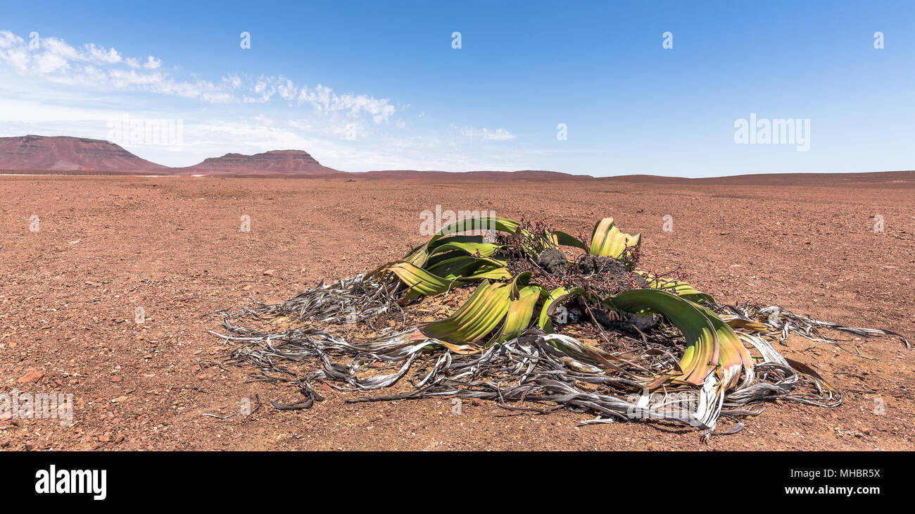Welwitschia mirabilis plant in namib hi-res stock photography and ...
