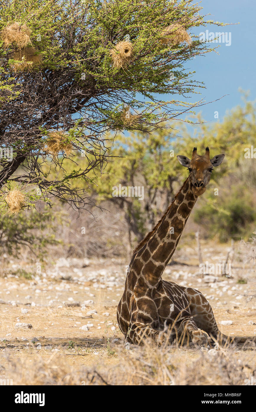 Angola national park hi-res stock photography and images - Alamy