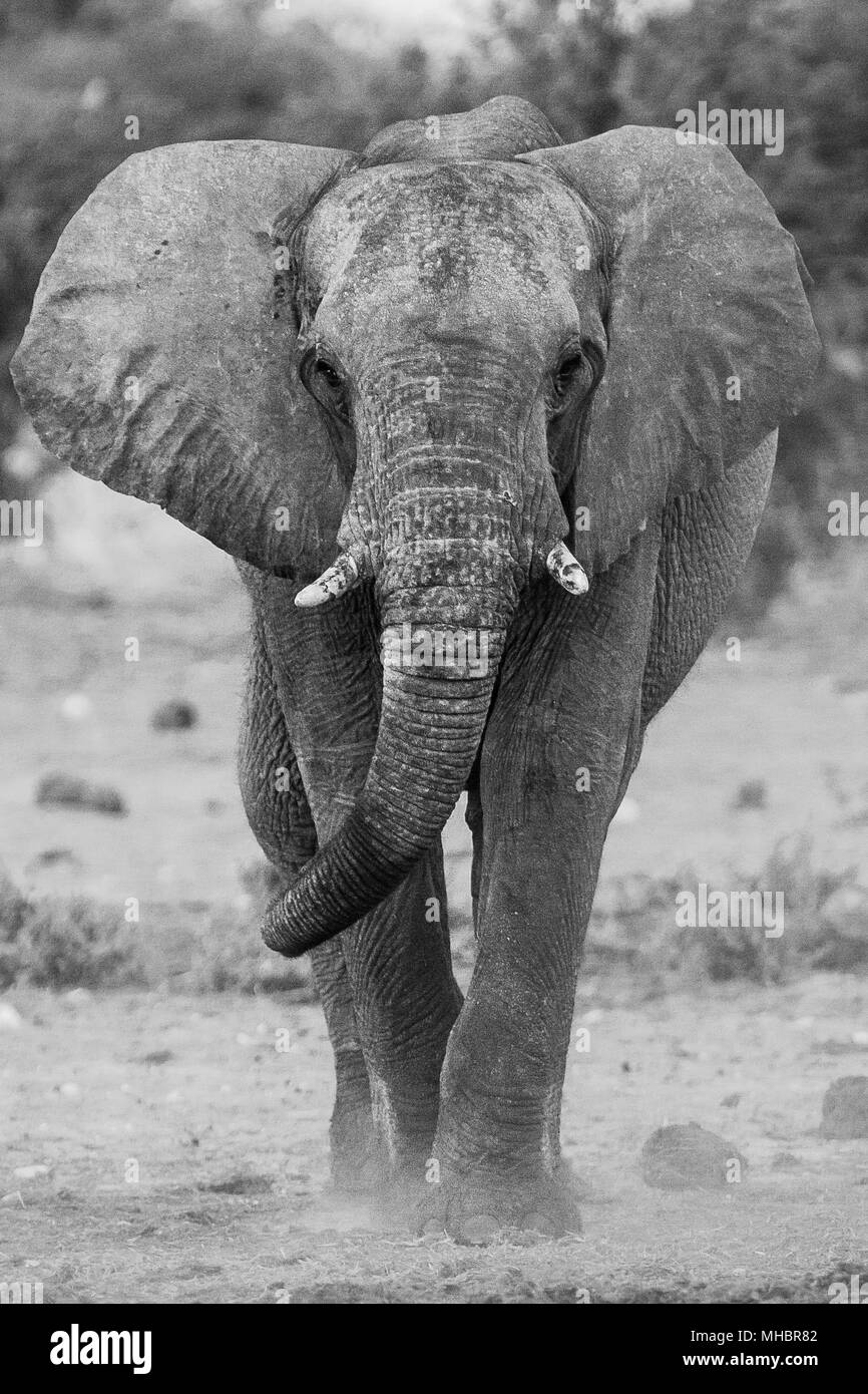 Running Elephant High Resolution Stock Photography and Images - Alamy