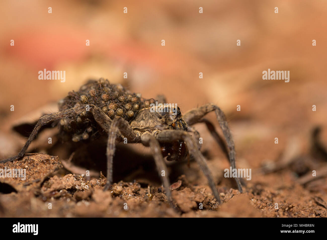 Spider with offspring, Caprivi, Namibia Stock Photo - Alamy